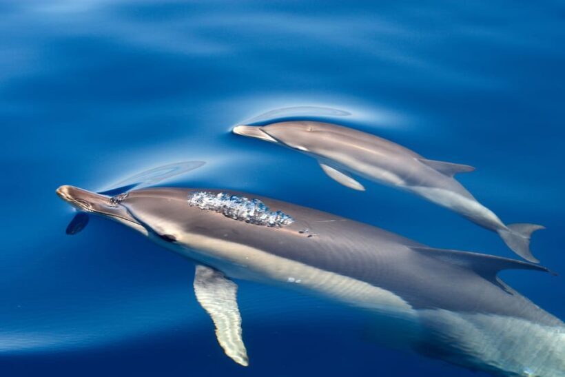 Lagos: Dolphin & Benagil Tour with Marine Biologist - Final Thoughts: Who Will Love This Tour?