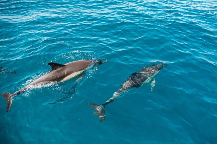 Lagos: Dolphin Watch Tour with Professional Marine Biologist - The Value for Money