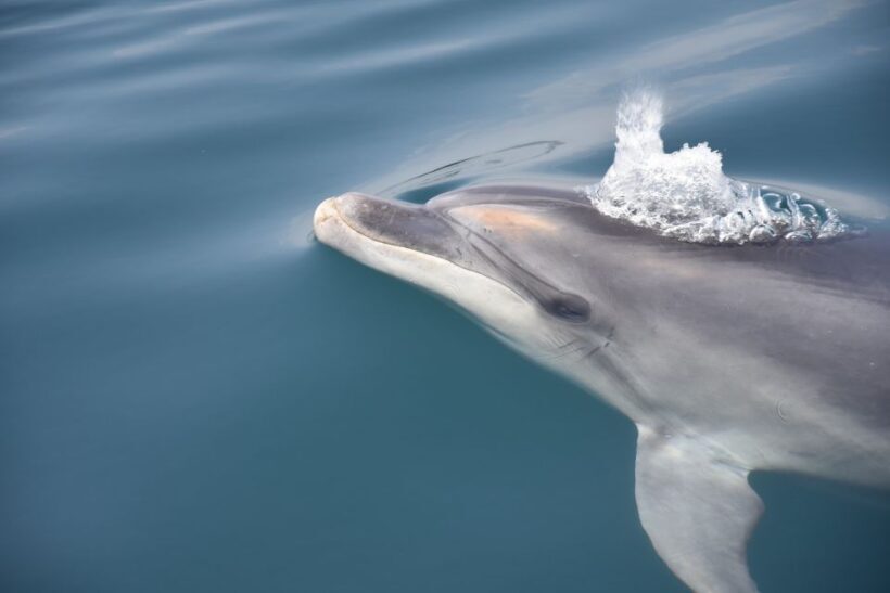Lagos: Dolphin Watch Tour with Professional Marine Biologist - FAQ