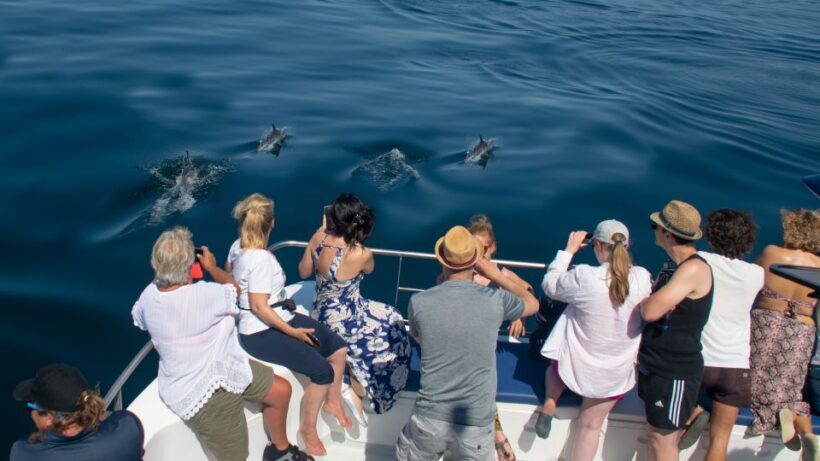 Lagos: Dolphin Watching Half-Day Cruise & Water Activities - Frequently Asked Questions