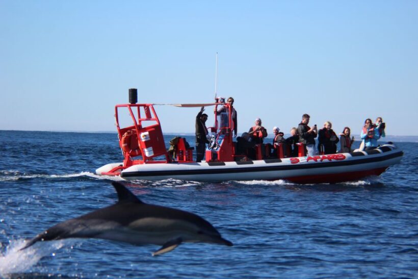 Lagos: Dolphin Watching with Professional Marine Biologists - Key Points