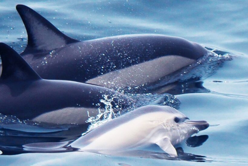 Lagos: Dolphin Watching with Professional Marine Biologists - Why This Dolphin Tour Stands Out