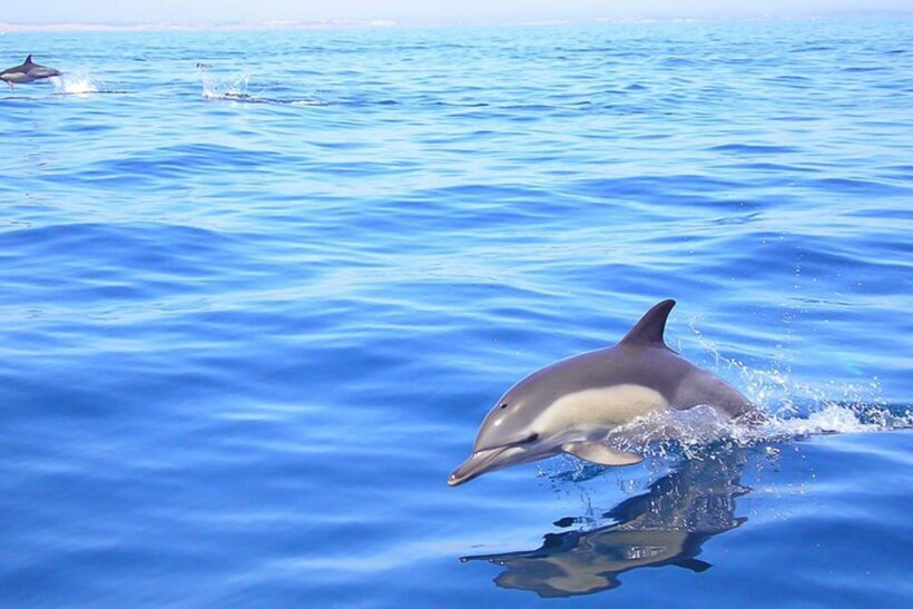 Lagos: Dolphin Watching with Professional Marine Biologists - What Makes This Experience Truly Special