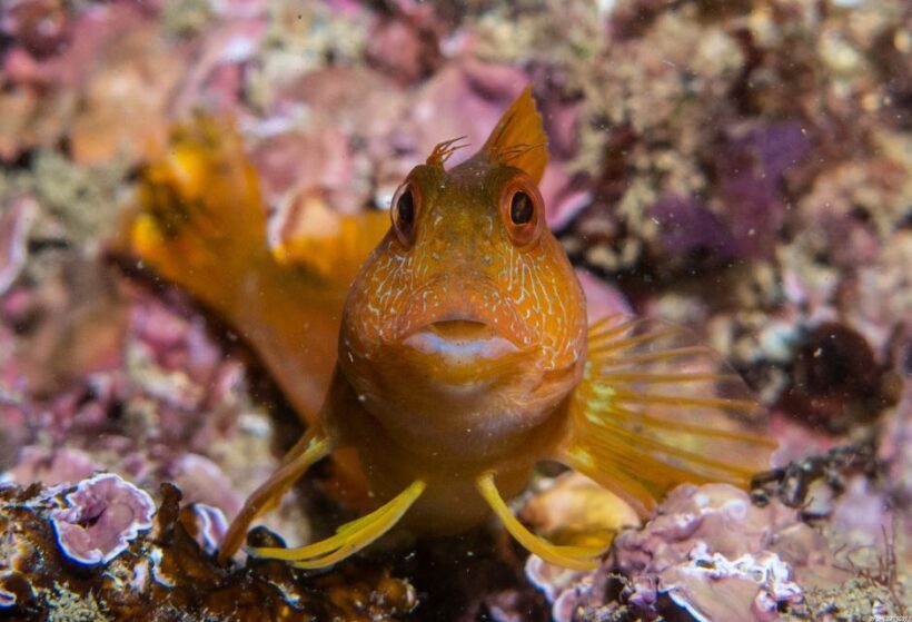 Lagos: Guided Scuba Diving Trip for Beginners - The Value of This Experience