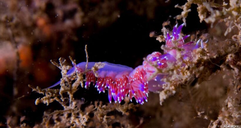 Lagos: Guided Scuba Diving Trip for Beginners - FAQ