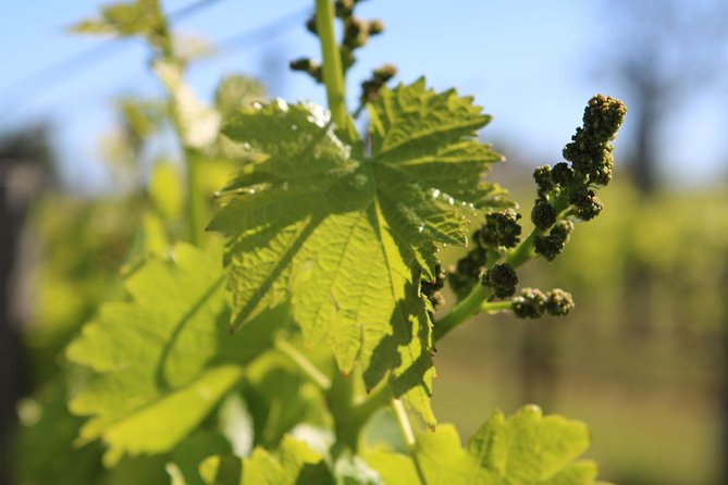 Lagos, Portimão & Carvoeiro: Wine Tasting, Tapas & Music Tour - Pricing and Cancellation Policy