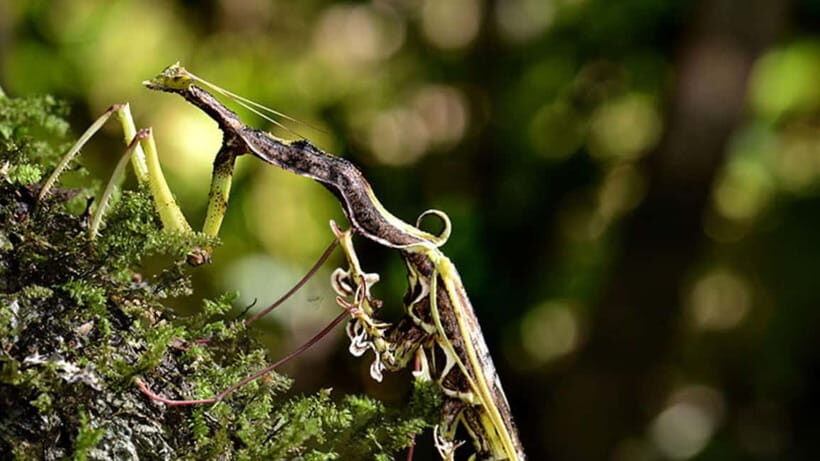Lahad Datu: 3-Day Danum Valley Rainforest Adventure - Key Points