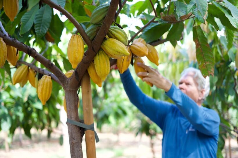 Lahaina: Maui Ku'ia Estate Guided Cacao Farm Tour & Tasting - Key Points