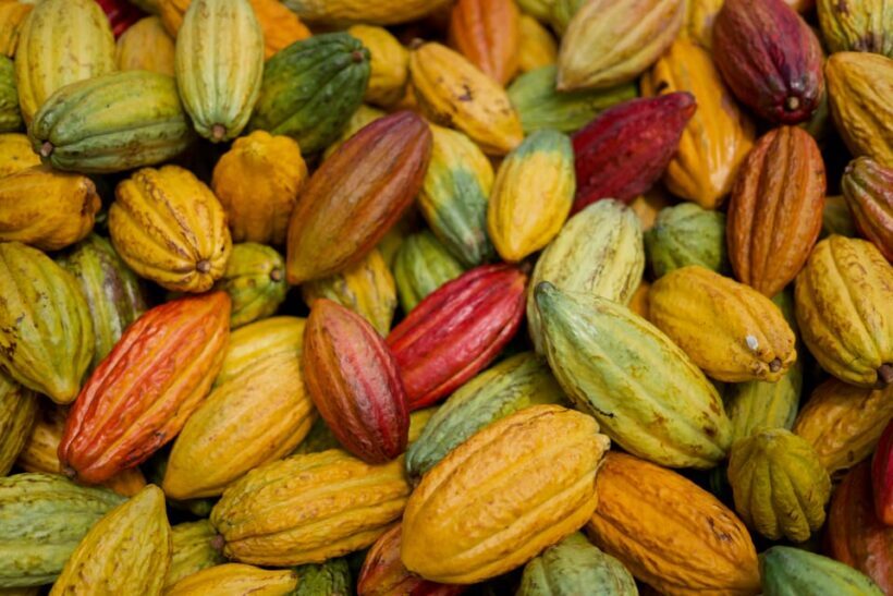 Lahaina: Maui Ku'ia Estate Guided Cacao Farm Tour & Tasting - A Close Look at the Cacao Farm Tour Experience