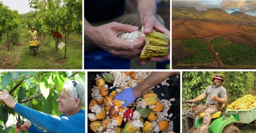 Lahaina: Maui Ku'ia Estate Guided Cacao Farm Tour & Tasting - Who Will Enjoy This Tour?