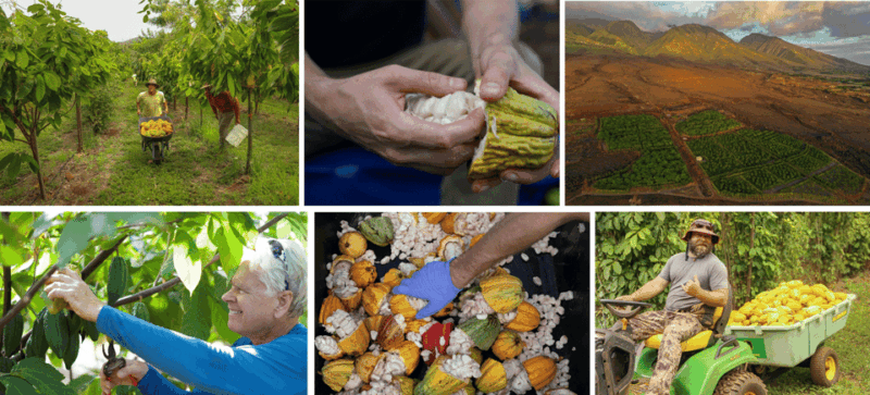 Lahaina: Maui Ku'ia Estate Guided Cacao Farm Tour & Tasting - Final Thoughts