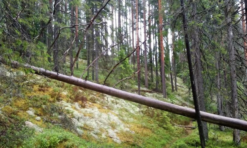 Lahti: Guided Hiking Tour to Kalliojärvi Lake - Why You Should Consider This Tour