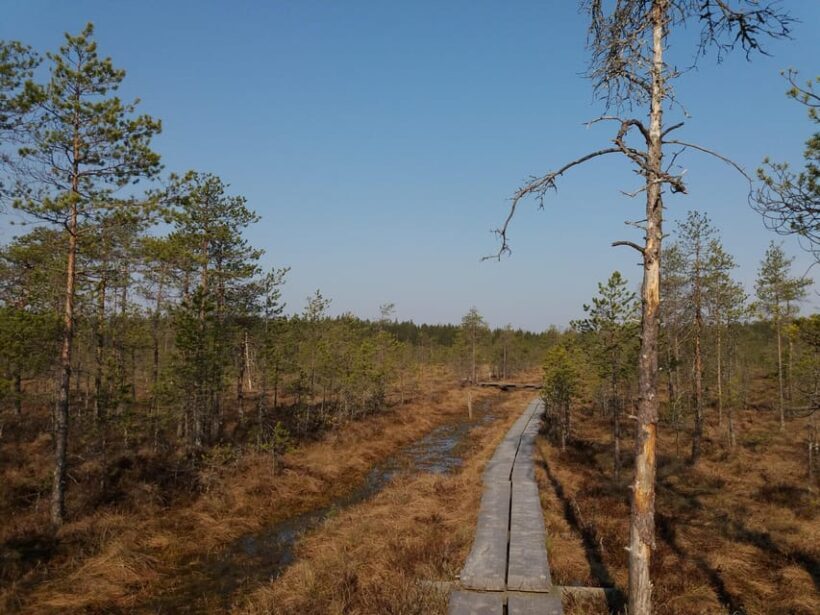 Lahti: Guided Nature Walk The Heart of The Swamp - A Closer Look at the Experience