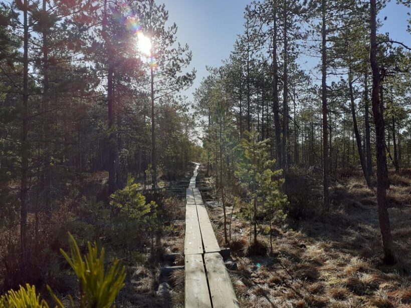 Lahti: Guided Nature Walk The Heart of The Swamp - What Past Participants Say