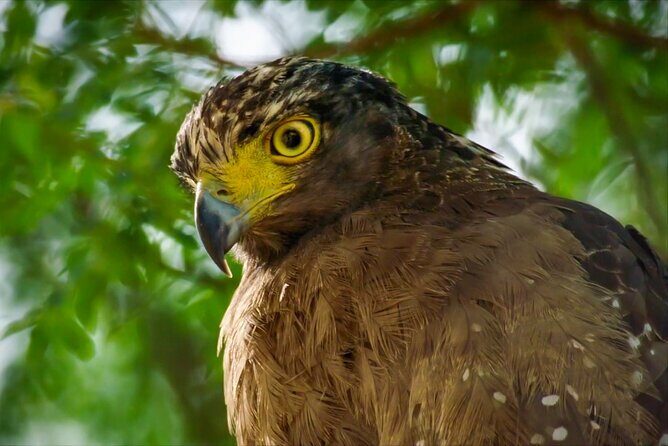 Lahugala Kitulana National Park Safari with Naturalist - Key Points