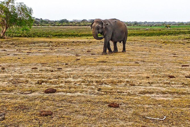 Lahugala Kitulana National Park Safari with Naturalist - Discovering Lahugala Kitulana National Park