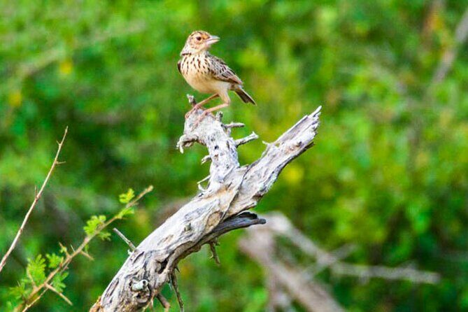 Lahugala Kitulana National Park Safari with Naturalist - The Practical Details