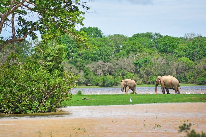 Lahugala Kitulana National Park Safari with Naturalist - Authentic Encounters and What Travelers Say