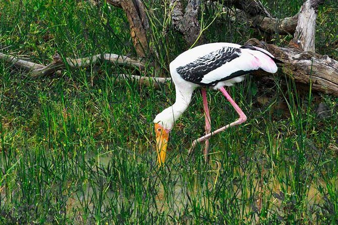 Lahugala Kitulana National Park Safari with Naturalist - The Sum Up: Who Will Love This Experience?