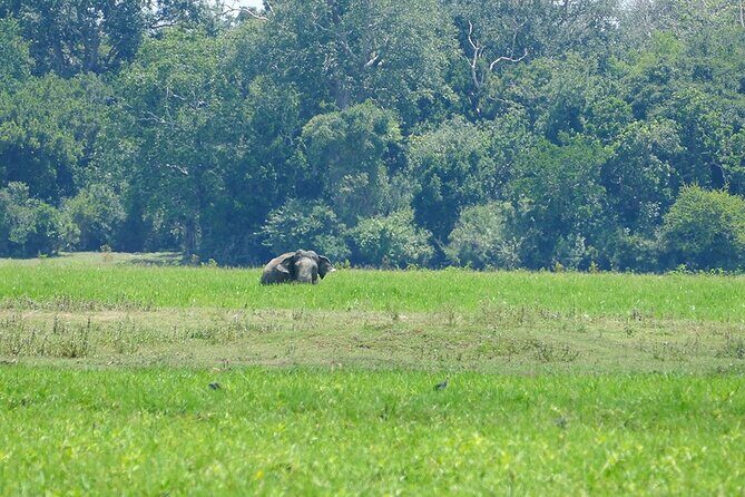 Lahugala Kitulana National Park Safari with Naturalist - FAQ