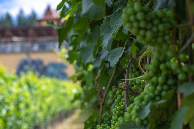 Lake Country Half Day Guided Wine Tour With 4 Wineries - Who Will Love This Tour?