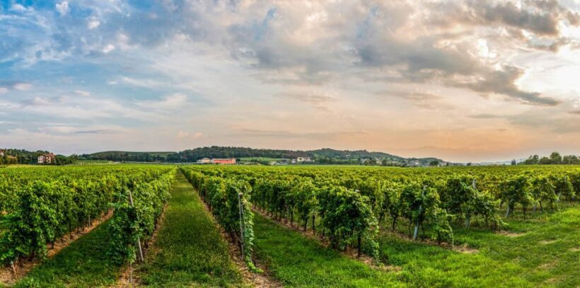 Lake Garda: Garda Hills Wine Tour and Tasting - Key Points