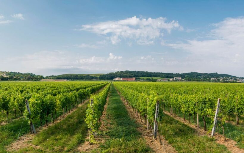 Lake Garda: Garda Hills Wine Tour and Tasting - What You Should Know Before Booking