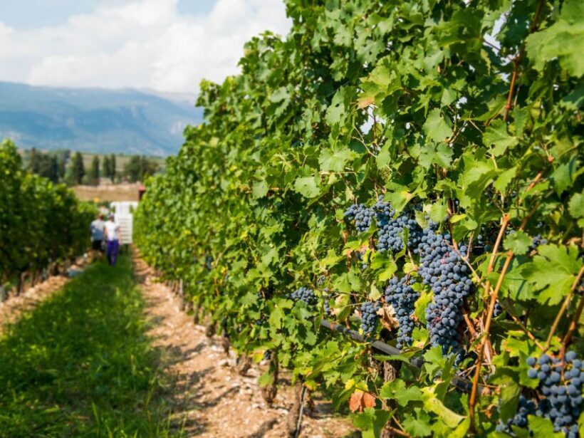 Lake Garda: Garda Hills Wine Tour and Tasting - Authentic Experiences Loved by Past Travelers