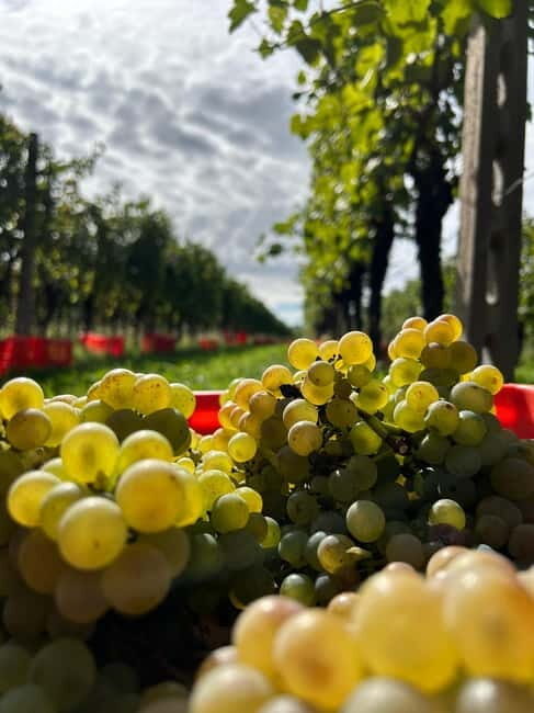 Lake Garda: Wine Tasting and Myths Tour with Local Snacks - Exploring the Lake Garda Wine and Myth Experience