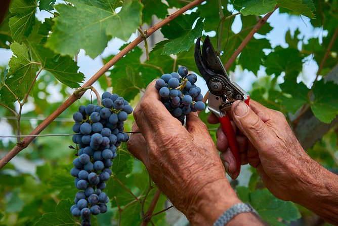Lake Garda wine tasting: Pinot Noir & tortellini in a Medieval Village - Introduction to the Lake Garda Wine Tasting Tour