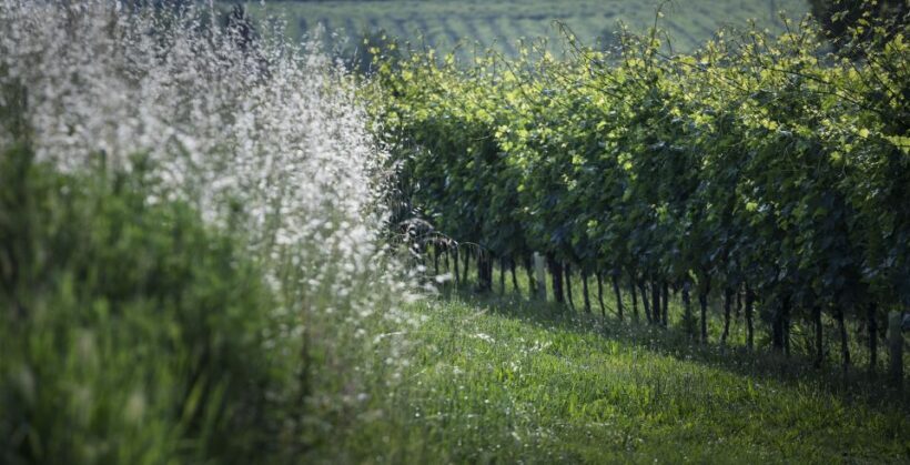 Lake Garda: Wine Tour and Tasting Experience in Bardolino - What We Love About This Experience