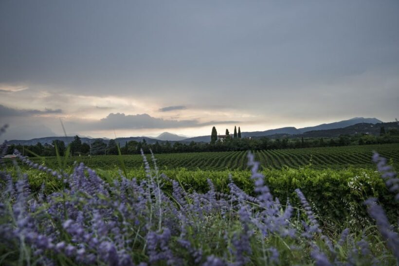 Lake Garda: Wine Tour and Tasting Experience in Bardolino - Final Thoughts