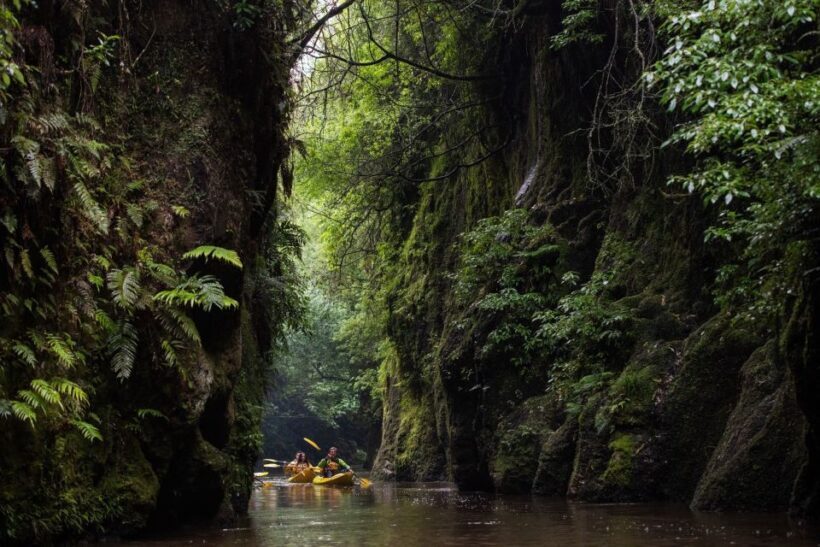 Lake Karapiro: Evening Kayak Glowworm Tour - What Makes This Tour Special?