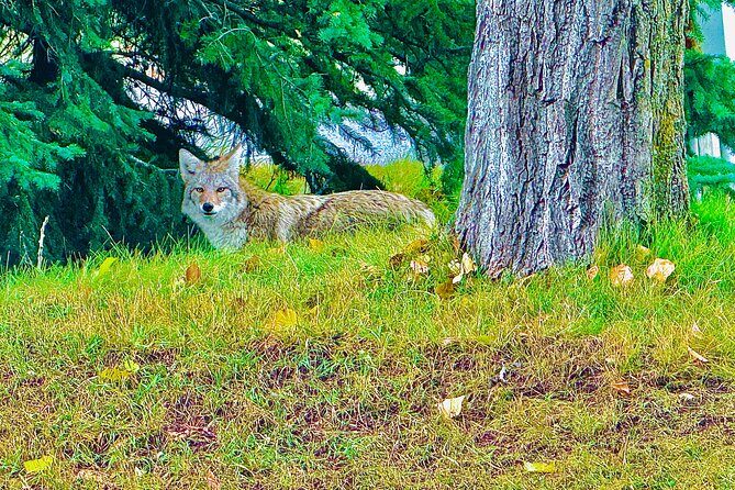 Lake Louise and Moraine Lake Exclusive Evening Private Tour - FAQ