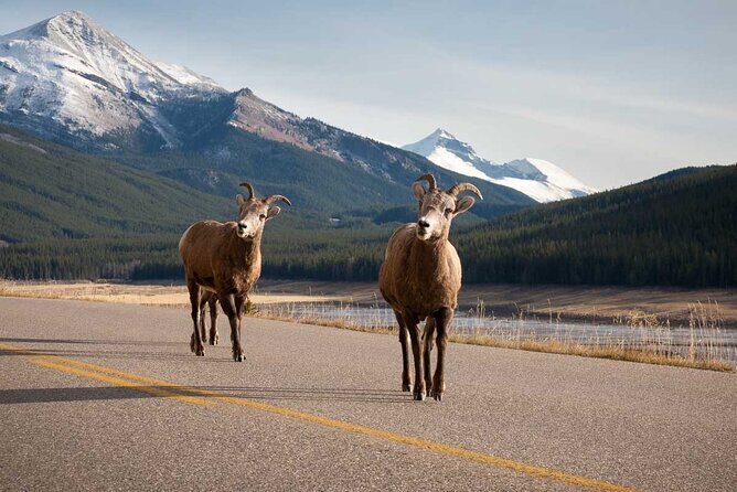 Lake Louise Moraine Lake Icefield Parkway Full Day Private Tour - Key Points