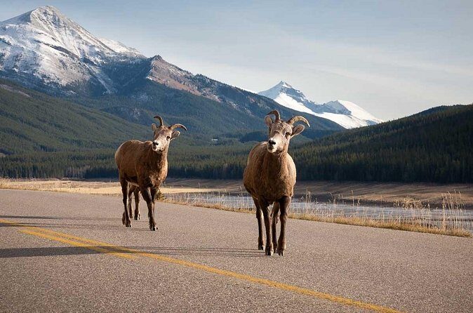 Lake Louise Moraine Lake Icefield Parkway Full Day Private Tour - Final Thoughts