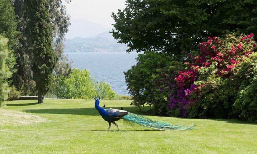 Lake Maggiore: Borromean Islands Tickets with Boat Transfer - Starting Point in Stresa