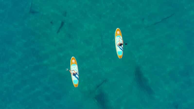 Lake Mead: Paddle Board Rental - Practical Details and Logistics
