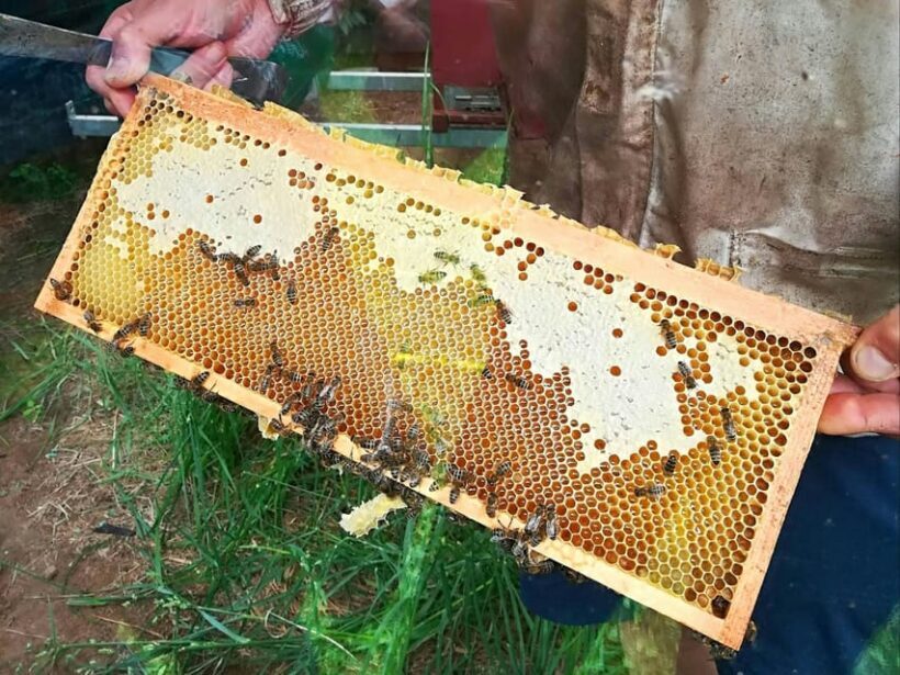 Lake Molveno Honey and Liqueur Tastings - The Journey in Detail