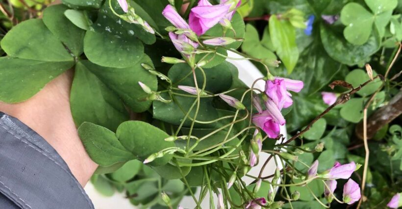Lake Nemi: Herbs of the Moon Sensory Farm Visit - Key Points