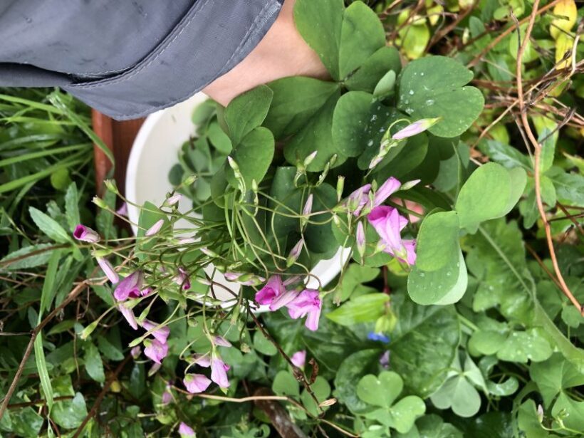 Lake Nemi: Herbs of the Moon Sensory Farm Visit - Who Will Love This Tour?