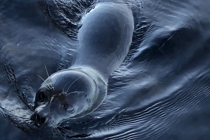 Lake Saimaa Small-Group Cruise With Stories and Music - Onboard Amenities and Comforts