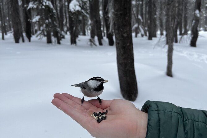 Lake Tahoe Snowshoe Rental Packages - Frequently Asked Questions