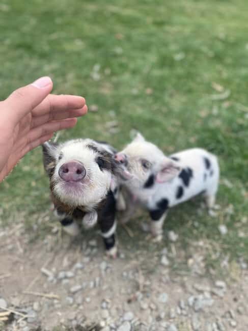 Lake Tekapo: Guided Petting Zoo Visit - Authenticity and Unique Experiences