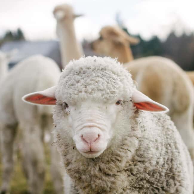 Lake Tekapo: Guided Petting Zoo Visit - Who Should Consider This Experience?
