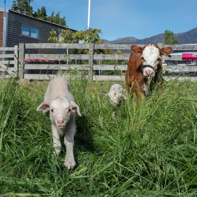 Lake Tekapo: Guided Petting Zoo Visit - FAQ