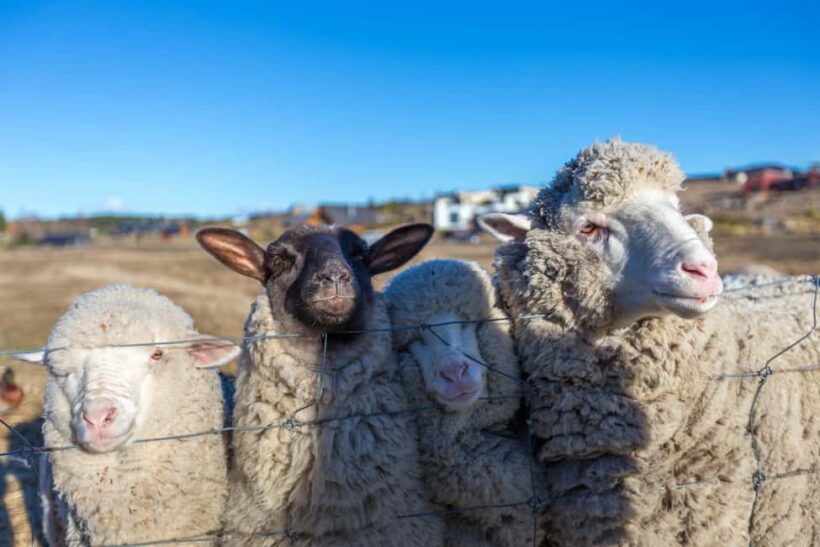 Lake Tekapo High Country Farm Tour (Carbon Positive) - Key Points