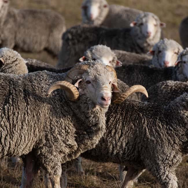 Lake Tekapo High Country Farm Tour (Carbon Positive) - Who Will Love This Tour?