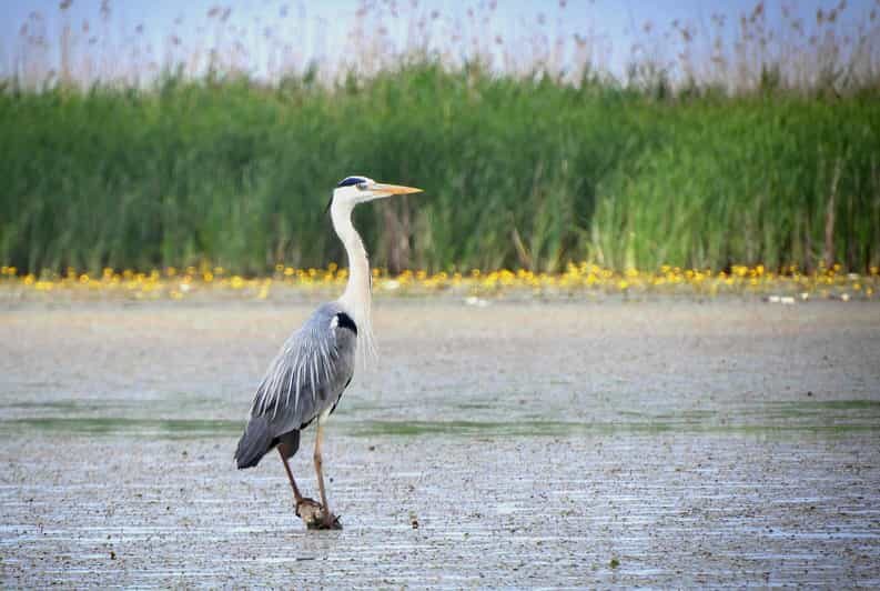 Lake Tisza: Boat trip in the Bird Paradise - What You Can Expect to See and Do