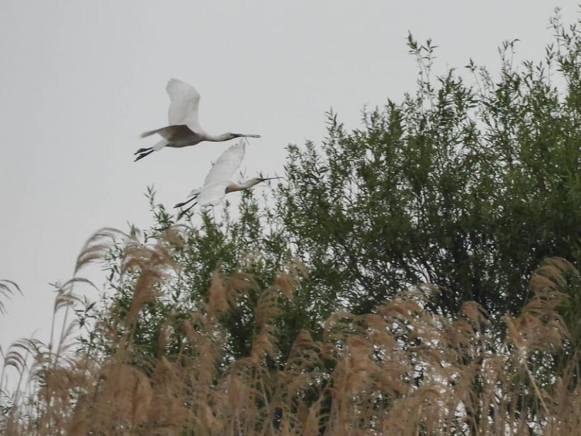 Lake Tisza: Boat trip in the Bird Paradise - Authenticity and Value
